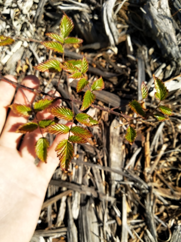 South African Raspberry from UCT Upper Slopes on February 23, 2024 at ...