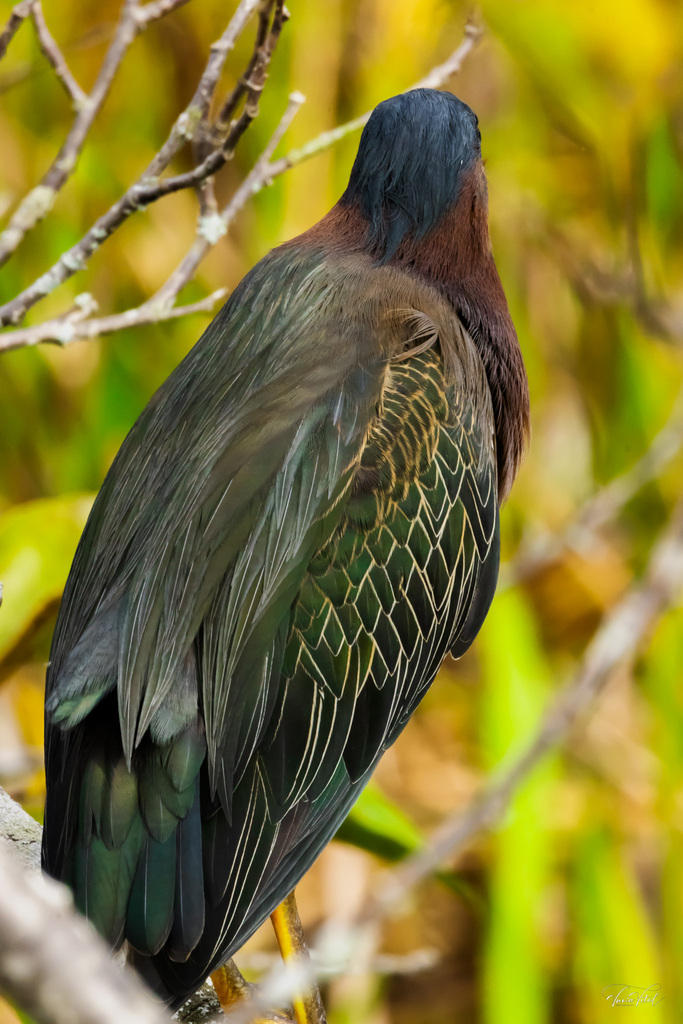Green Heron from Green Cay Nature Center & Wetlands, 12800 Hagen Ranch ...