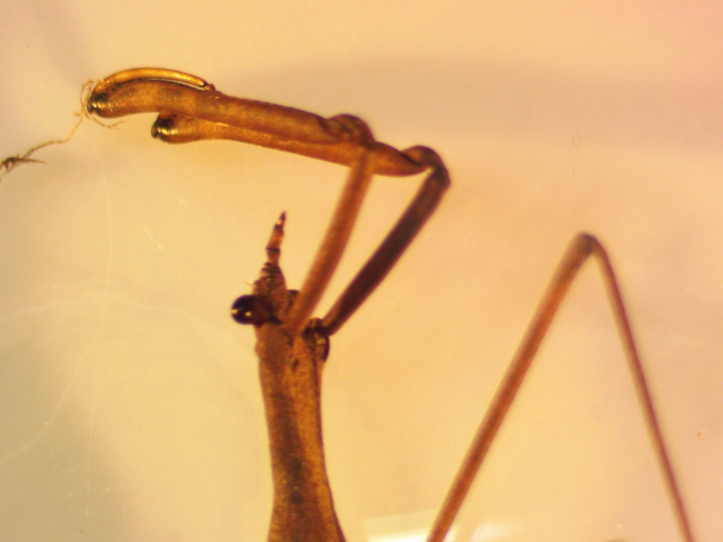 Ranatra from Sutherland Pond, Orange County, NY, USA on September 9 ...