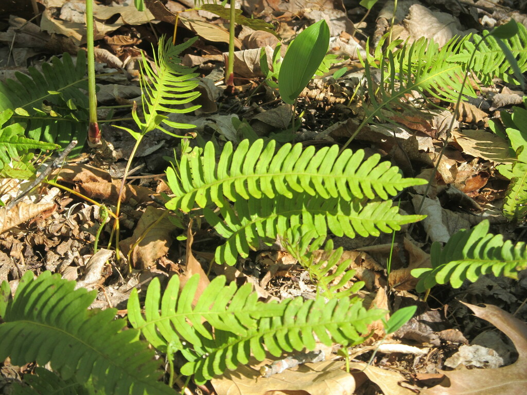 rock polypody from Malletts Bay, Burlington, VT, USA on May 8, 2015 at ...