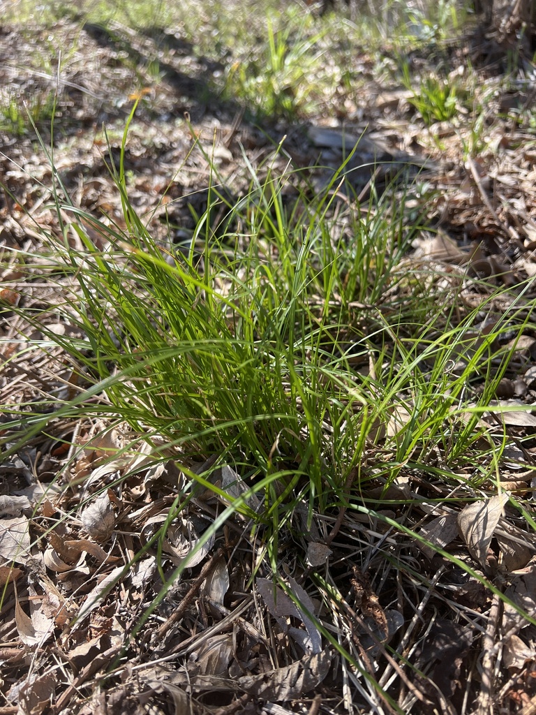 parasol sedge from Brazos County, US-TX, US on February 23, 2024 at 11: ...