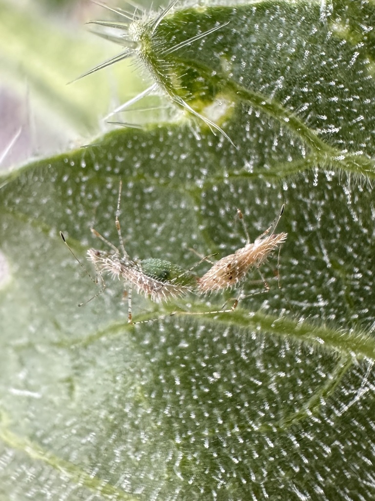 Hoplinus echinatus from Death Valley National Park, Death Valley, CA, US on February 23, 2024 at ...