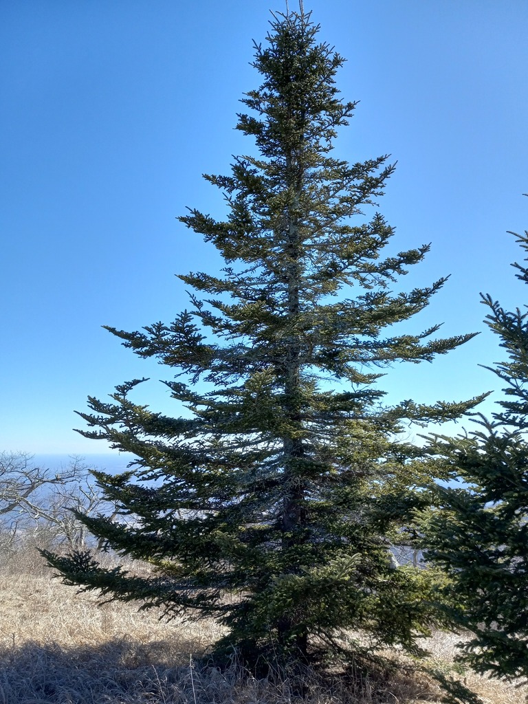 Fraser fir from Bedford County, VA, USA on February 19, 2024 at 01:40 ...