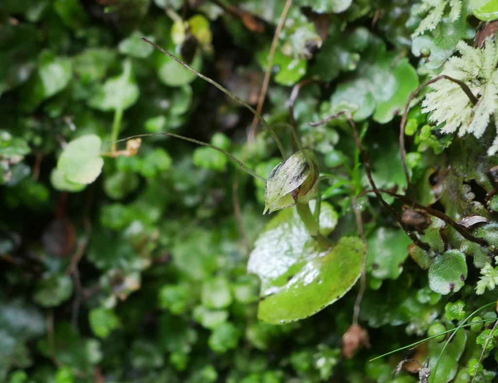 Corybas hatchii from Ngamahanga 4792, New Zealand on September 24, 2022 ...