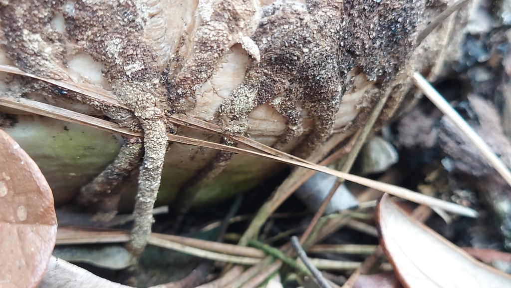 Gopher Tortoise Shell Moth in February 2024 by Athena Philips · iNaturalist
