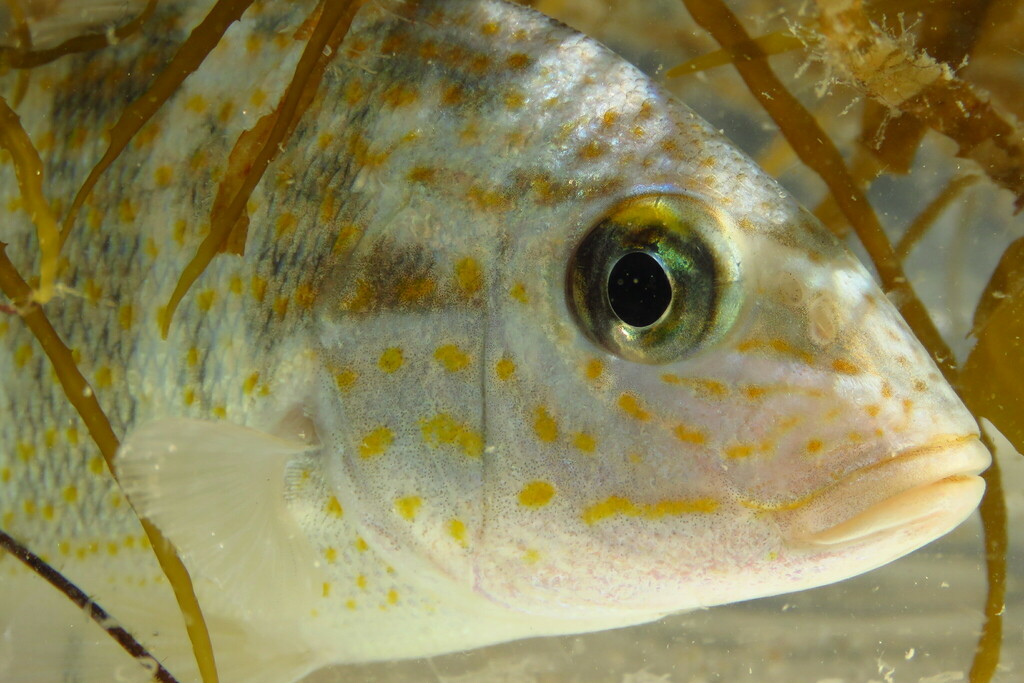 Pigfish from Belleair, FL 33756, USA on February 22, 2024 at 01:20 PM ...