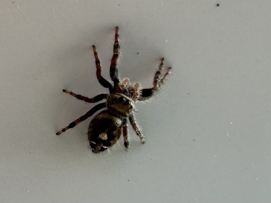 Bold Jumping Spider from W Kodiak Dr, Meridian, ID, US on February 23 ...