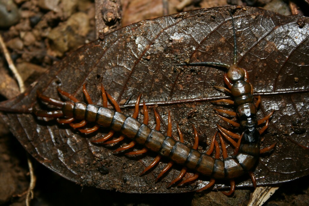 Giant Centipedes from Provincia de Puntarenas, Puerto Jiménez, Costa ...