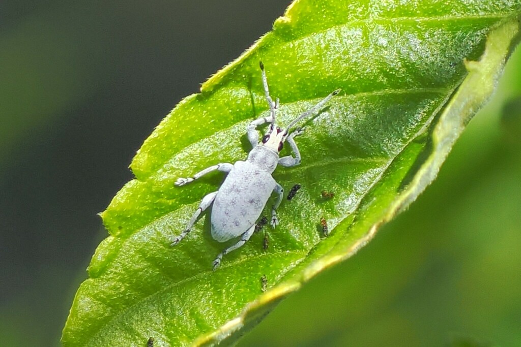 Sri Lanka Weevil from (west) Boynton Beach, FL, USA on February 23 ...