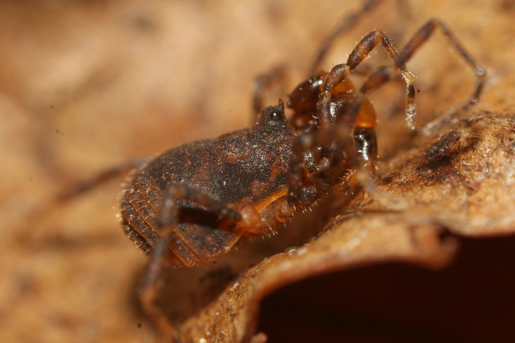 Smooth Hard-bodied Harvestmen from Arauco Province, Bio Bio, Chile on ...