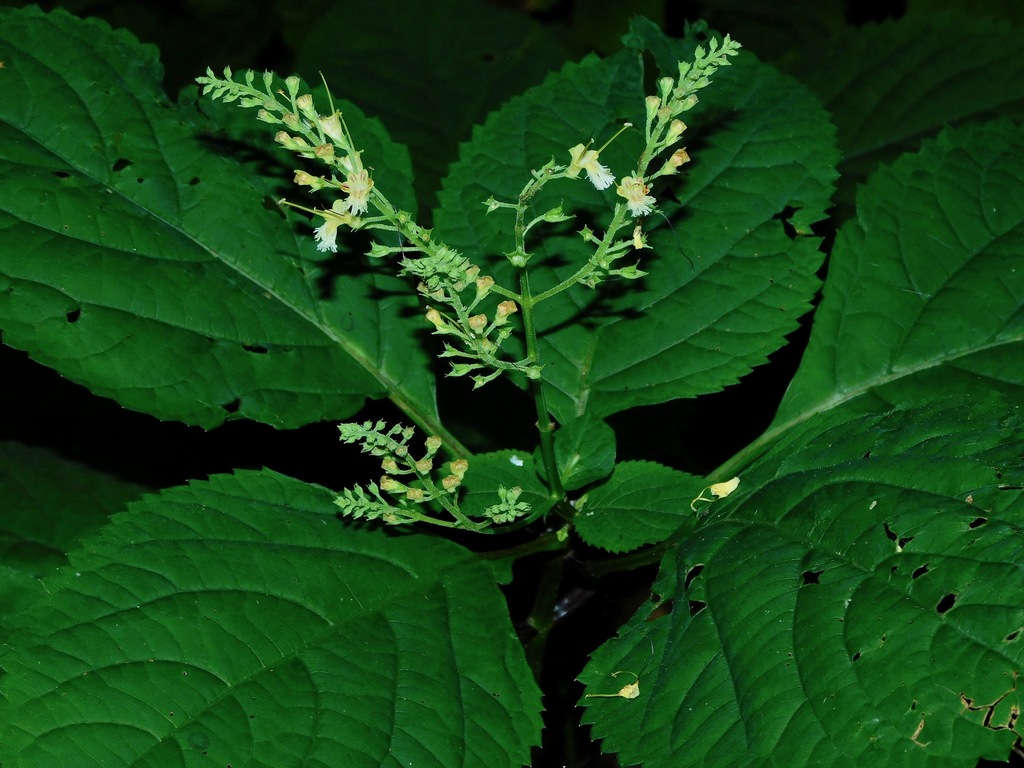 citronella horse balm (101 Native Plants of the Nature Access Trail ...