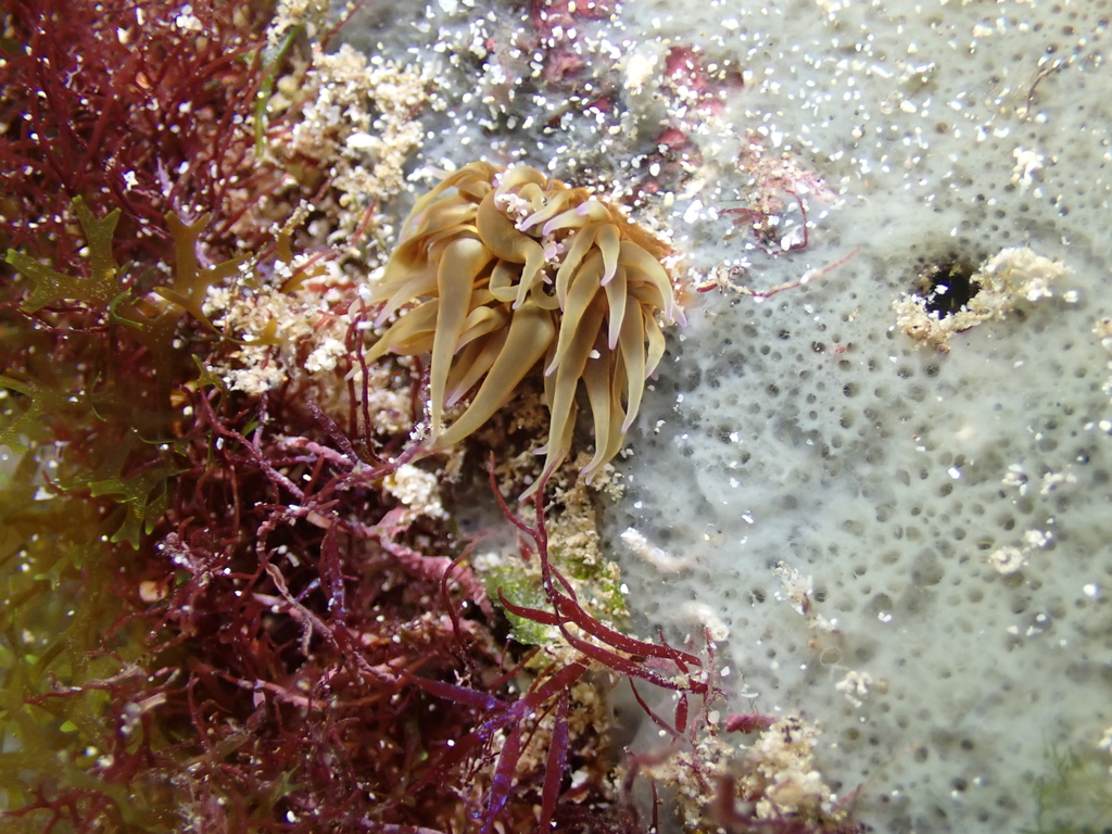 Anemonia mutabilis from Lord Howe Island, AU-NS, AU on February 23 ...