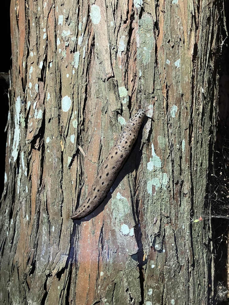 Leopard Slug from North Island, Tauhei, Waikato, NZ on February 21 ...