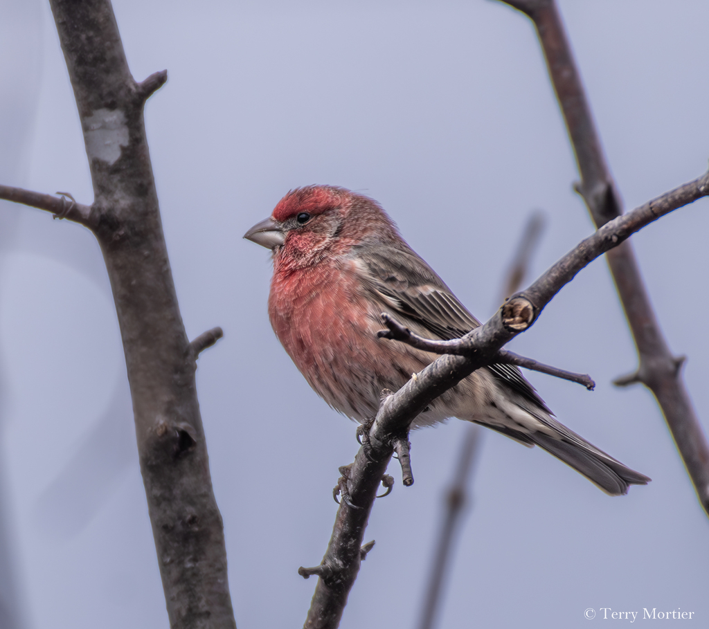 House Finch from North Hudson, WI 54016, USA on February 23, 2024 at 10 ...