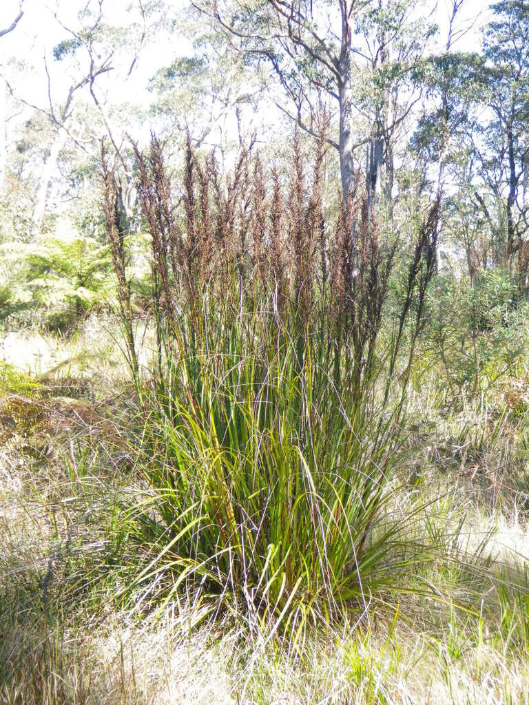 Red-fruit Saw-sedge from Deer Vale NSW 2453, Australia on August 16 ...