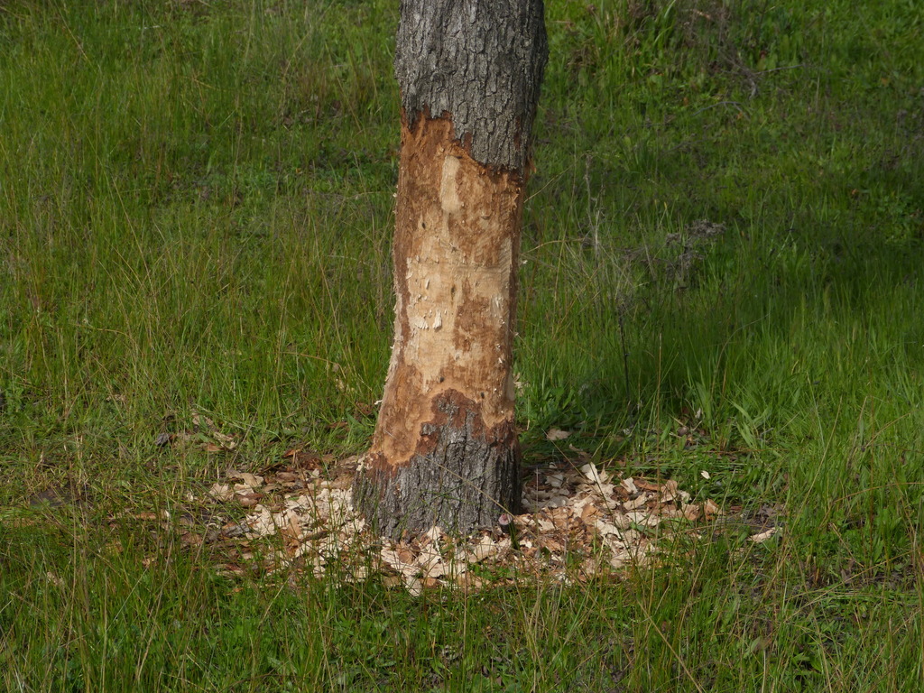 American Beaver from Lincoln, CA, USA on February 23, 2024 at 10:54 AM ...