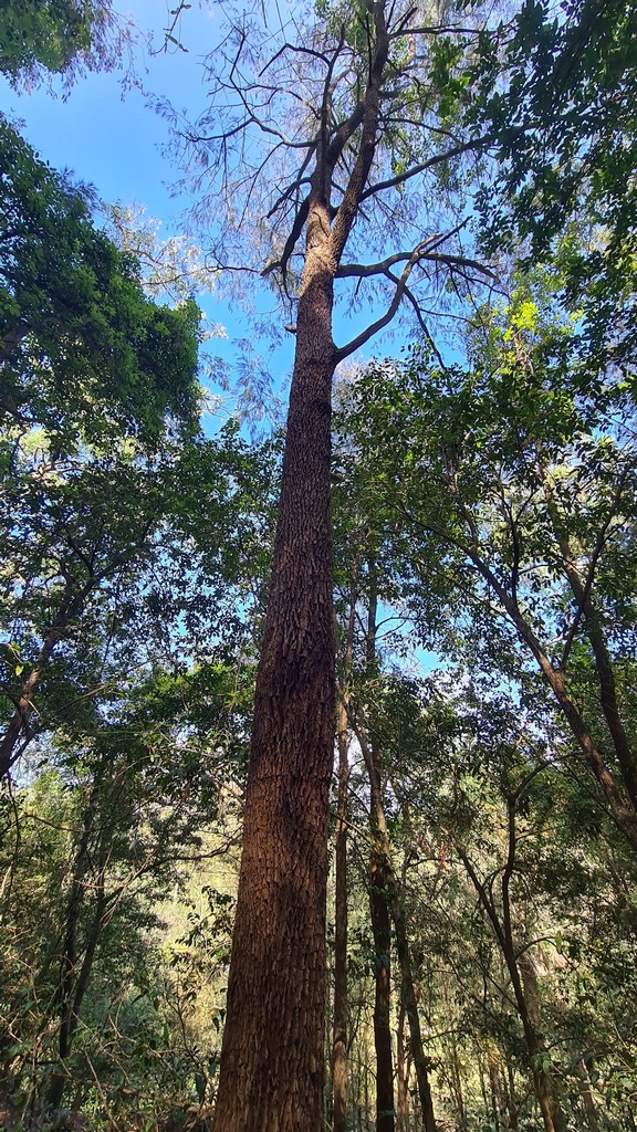 Forest sheoak from Webbs Creek NSW 2775, Australia on February 17, 2024 ...