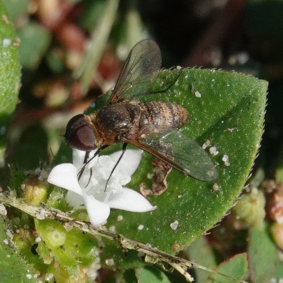 banded bee flies from Hastings Point NSW 2489, Australia on February 23 ...