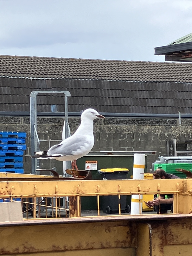 Red-billed Gull from South Island/Te Waipounamu, Christchurch ...