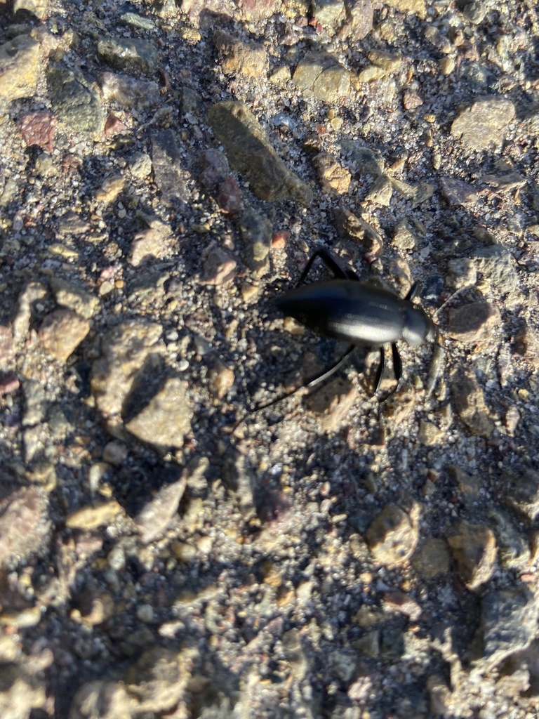 Desert Stink Beetles from Mission Bay Park, San Diego, CA, US on ...