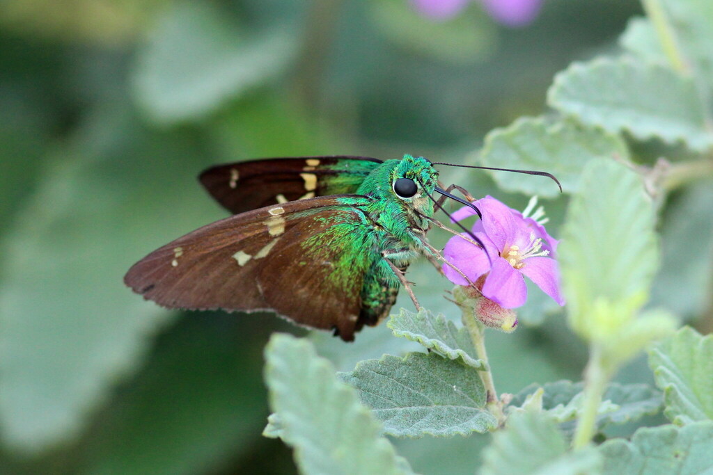 Green Flasher from Dauphin's Yard, Mission, TX, USA on October 30, 2014 ...