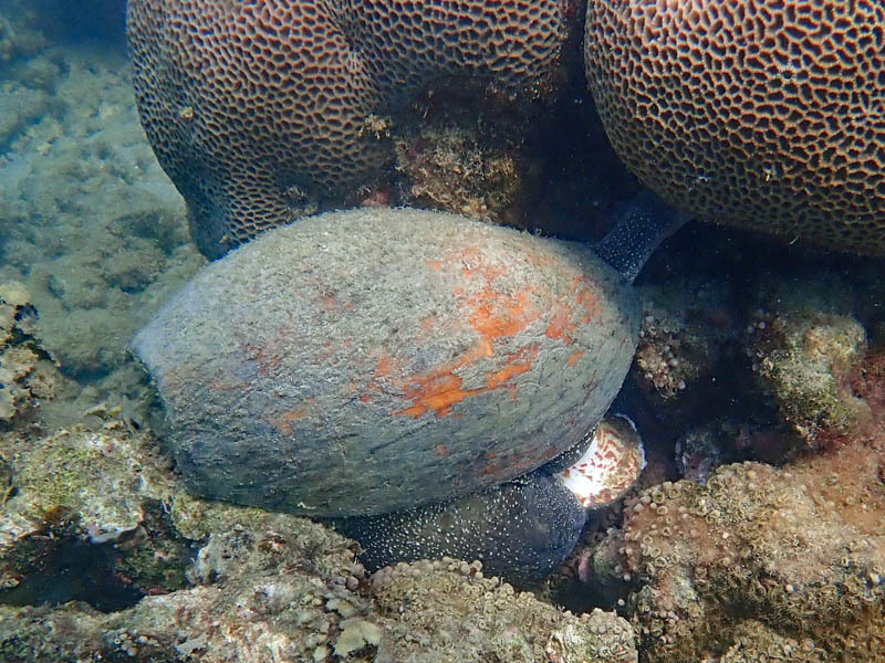 Melon Shell from Whitsunday, QLD, Australia on January 4, 2023 at 10:28 ...