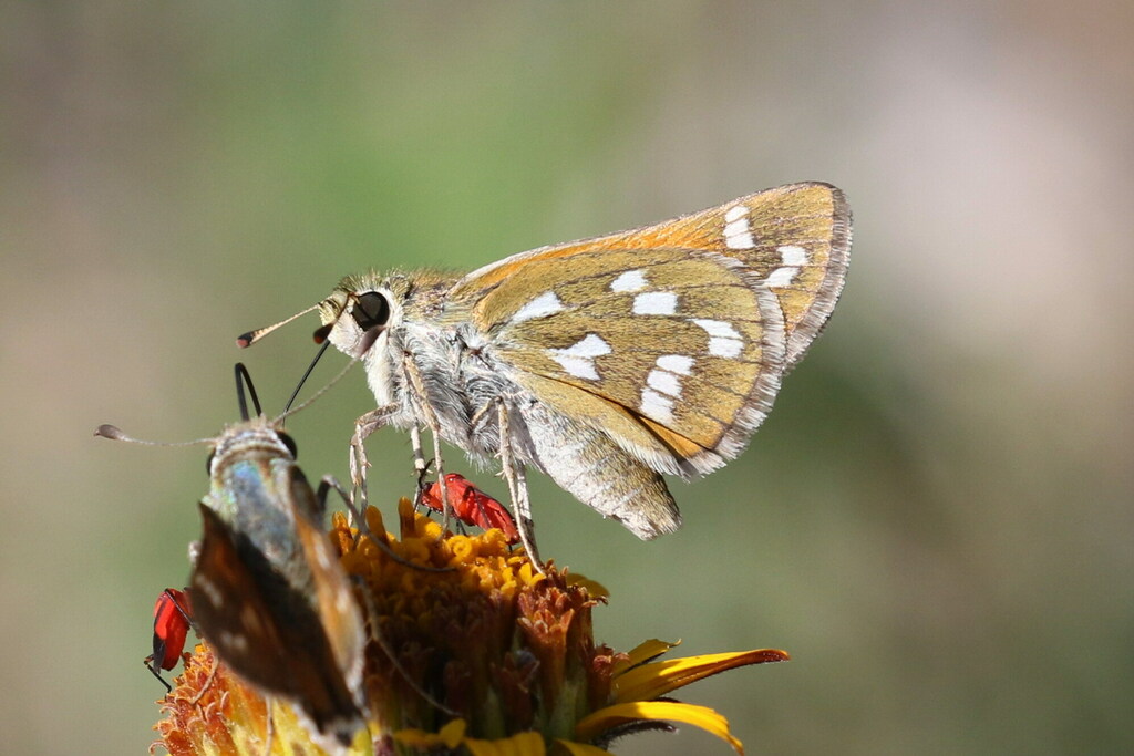 Green Skipper from Edwards County, TX, USA on October 14, 2020 at 12:33 ...