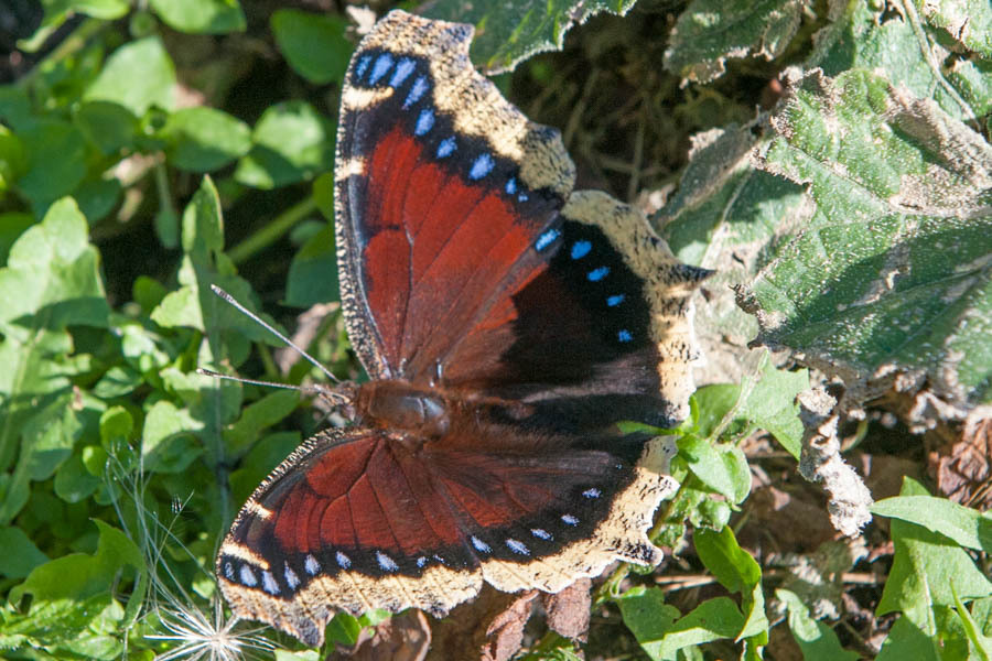 Mourning Cloak from St. Paul County No. 19, AB T0A, Canada on September ...