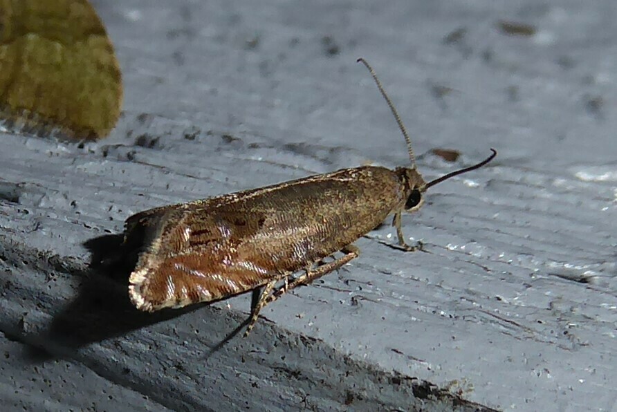 Gorse Pod Moth from Waikouaiti, New Zealand on February 12, 2024 at 10: ...