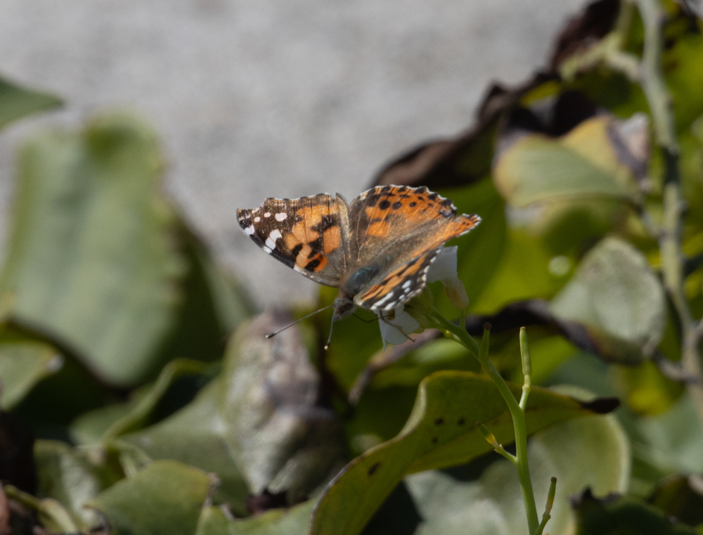 Painted Lady from Hollywood, FL, USA on February 6, 2024 at 12:31 PM by ...