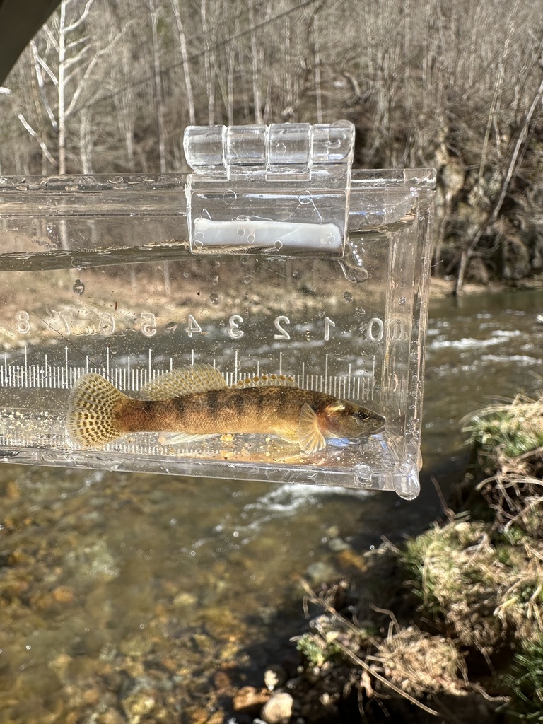 Fantail Darter from Elk River, Butler, TN, US on February 23, 2024 at ...