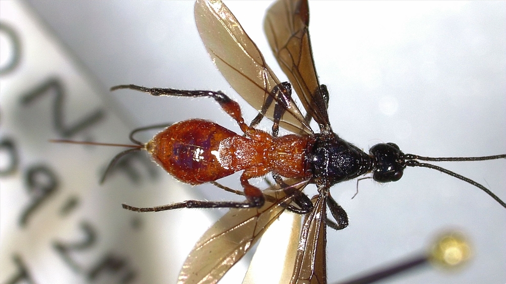 Doryctinae from San Jacinto County, TX, USA on February 20, 2010 at 07: ...