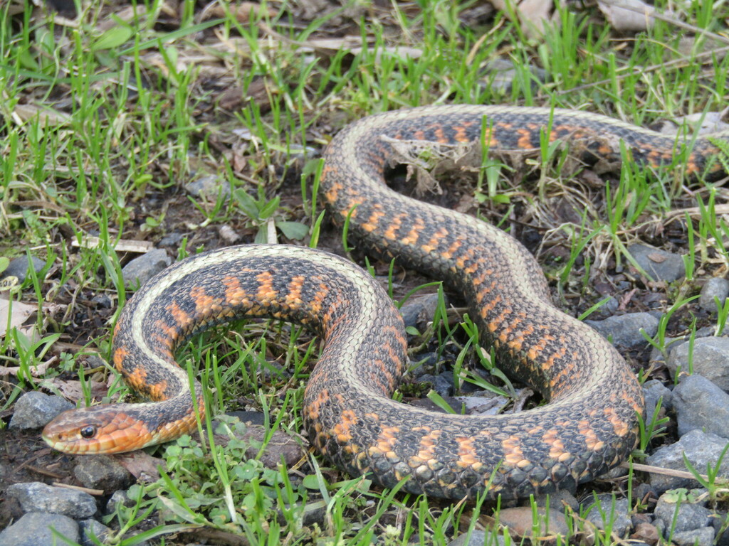 Red-spotted Garter Snake in February 2024 by Matt D'Agrosa · iNaturalist
