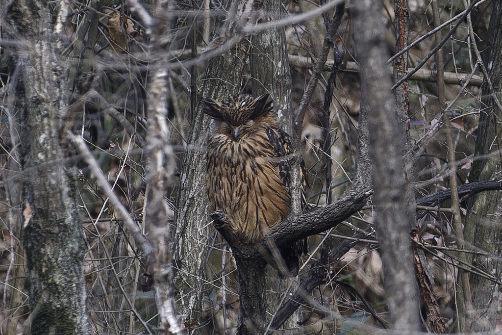 Tawny Fish-Owl in February 2024 by 龙栩川 · iNaturalist
