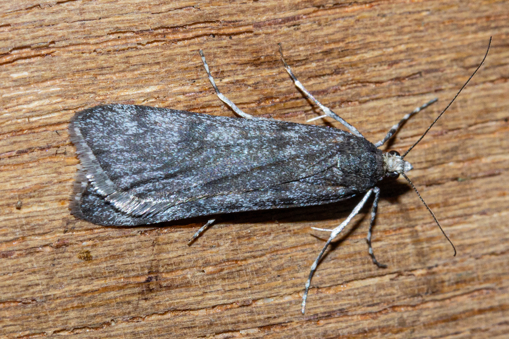 Scoparia asaleuta from Lower Nevis, New Zealand on February 13, 2024 at ...