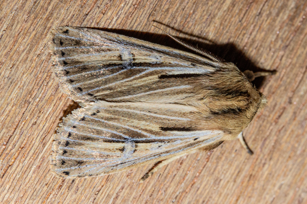 Ichneutica propria from Lower Nevis, New Zealand on February 13, 2024 ...