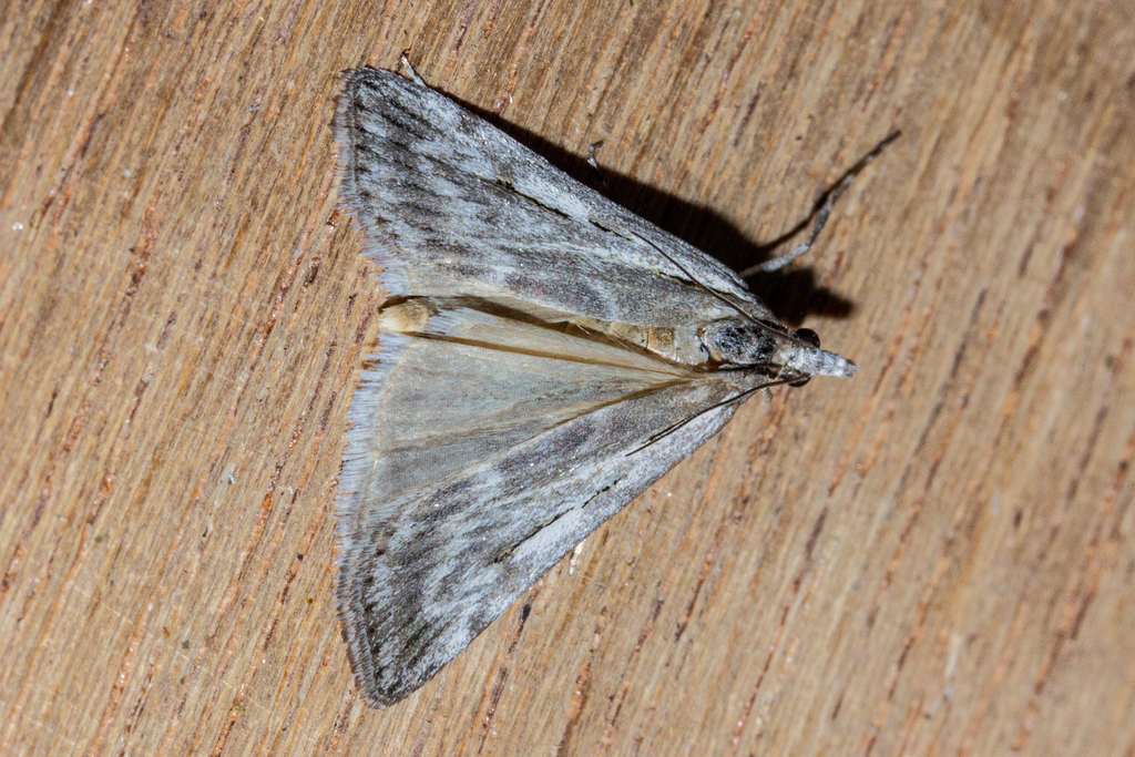 Moss-eating Crambid Snout Moths from Lower Nevis, New Zealand on ...