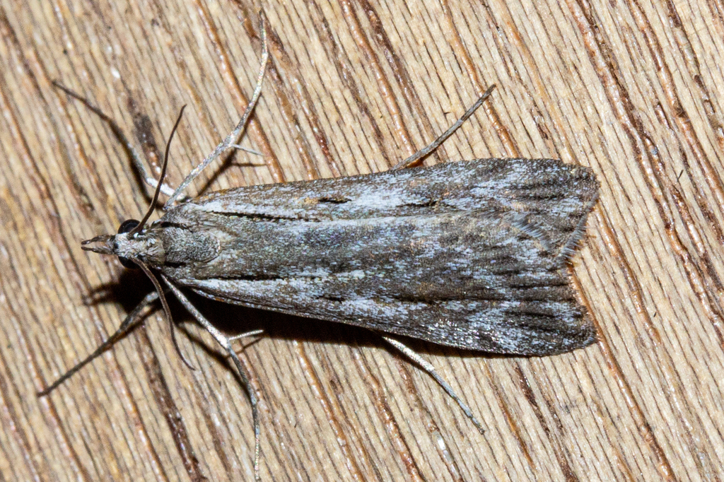 Scoparia ejuncida from Lower Nevis, New Zealand on February 13, 2024 at ...