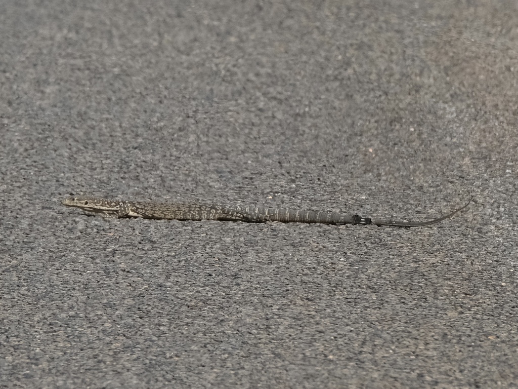 Banded/Spotted Tree Monitor Complex from Lockhart River Mission Rd ...