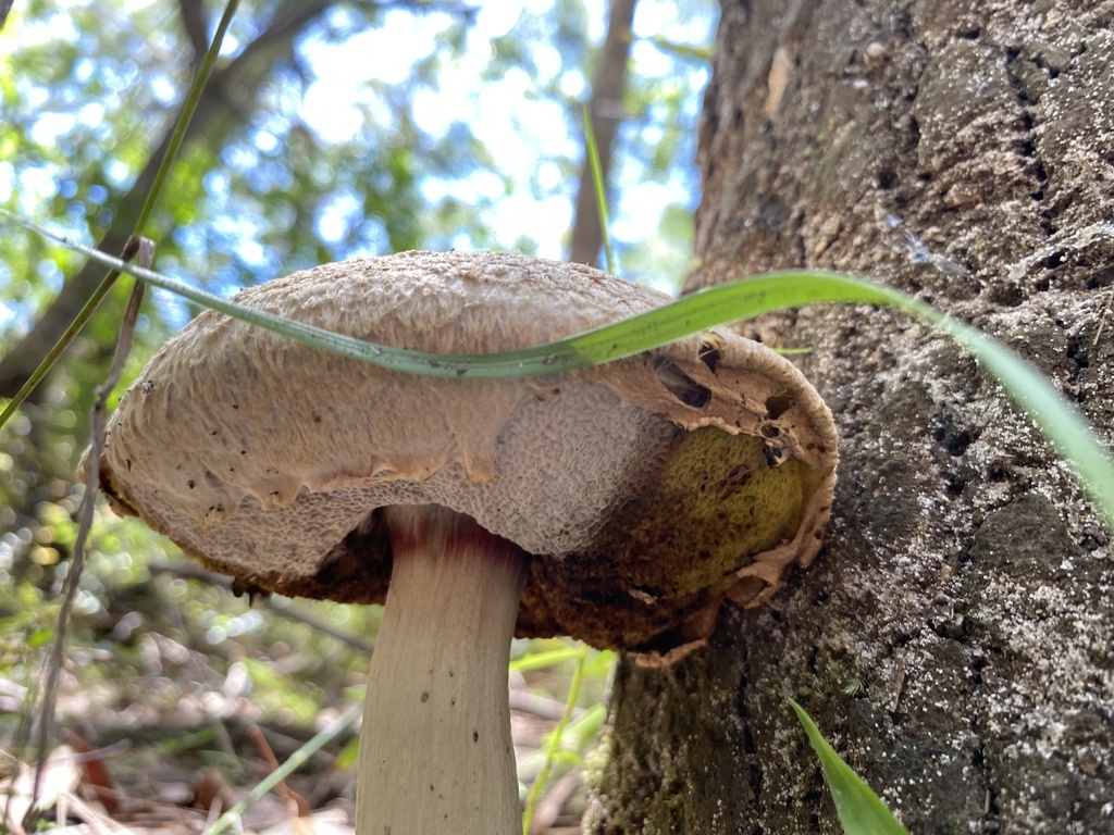 Boletellus from Pottsville, NSW, AU on February 23, 2024 at 12:52 PM by ...