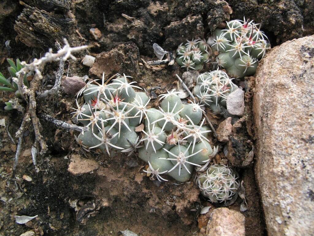 Colorado hookless cactus in May 2019 by justinchappelle · iNaturalist