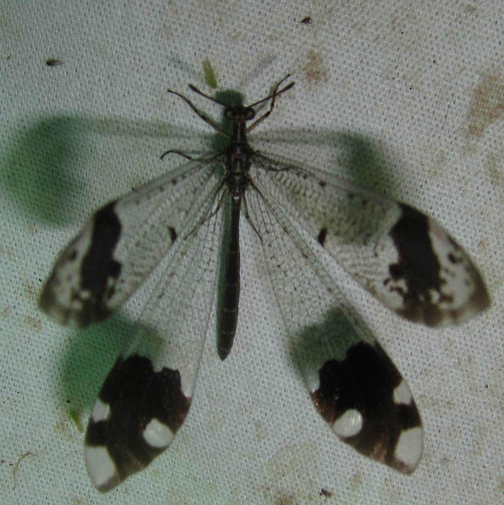 Western Picture-winged Antlion from Santa Cruz County, AZ, USA on ...