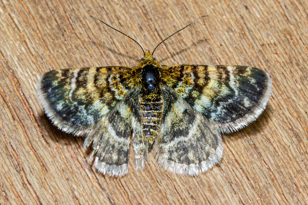 Notoreas chioneres from Lower Nevis, New Zealand on February 15, 2024 ...