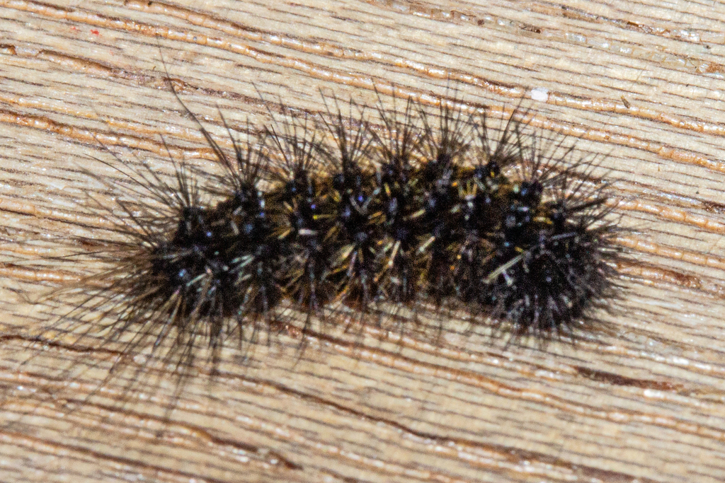Metacrias from Lower Nevis, New Zealand on February 15, 2024 at 09:40 ...