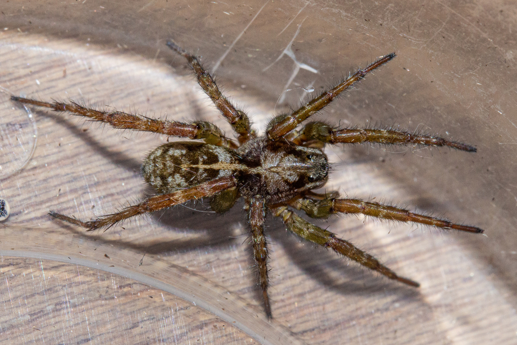 Artoriinae from Lower Nevis, New Zealand on February 15, 2024 at 09:40 ...
