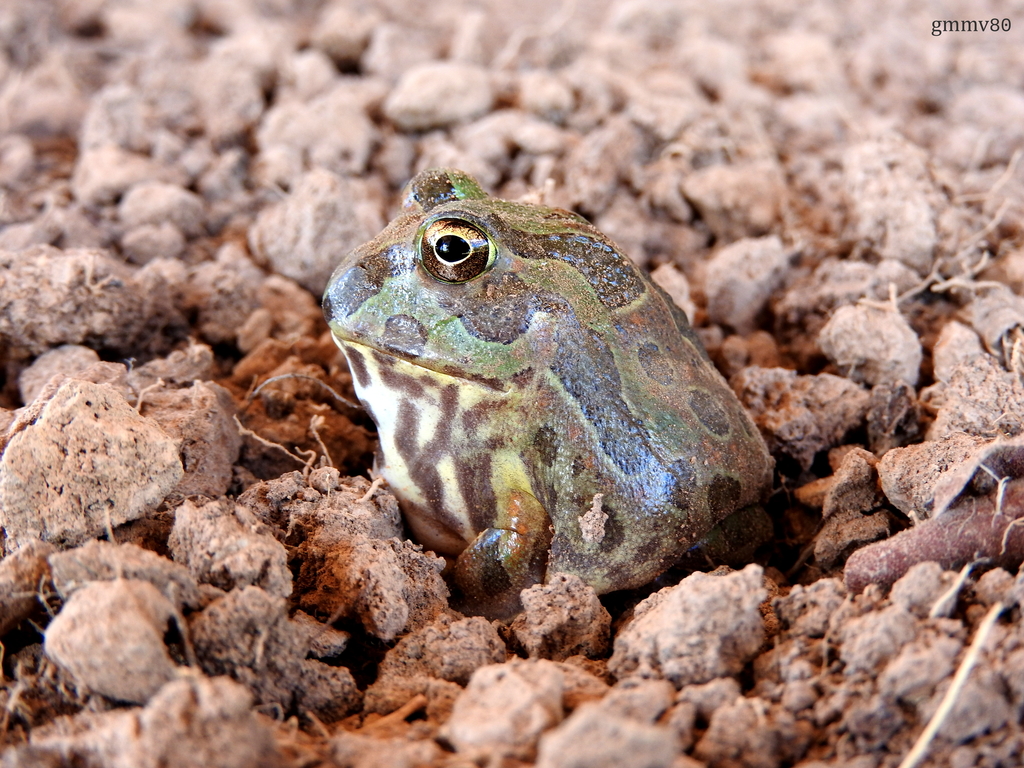 Chaco Horned Frog in April 2018 by Guillermo Menéndez. Kururu chini ...