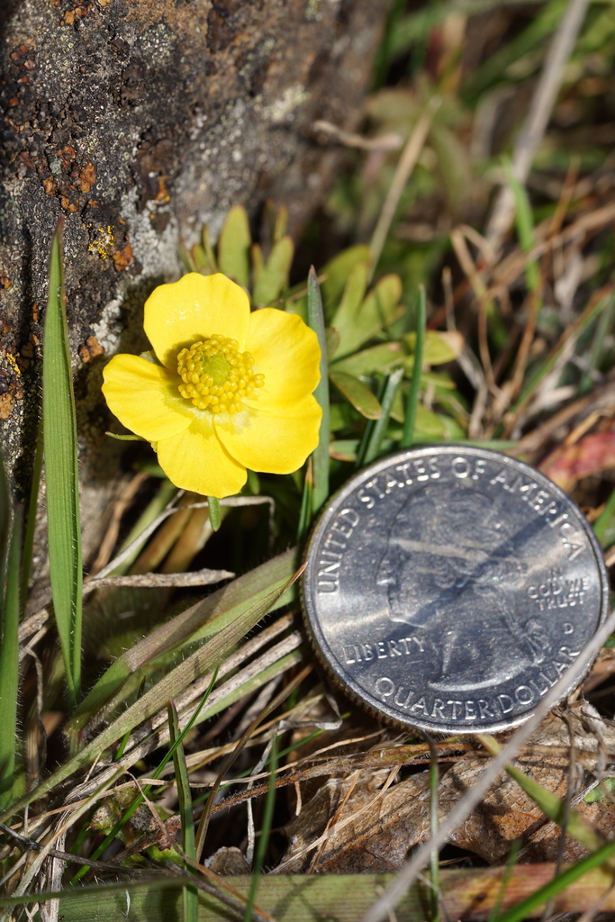 Dalles Mountain Buttercup in February 2024 by Michael Stein. 3 ...