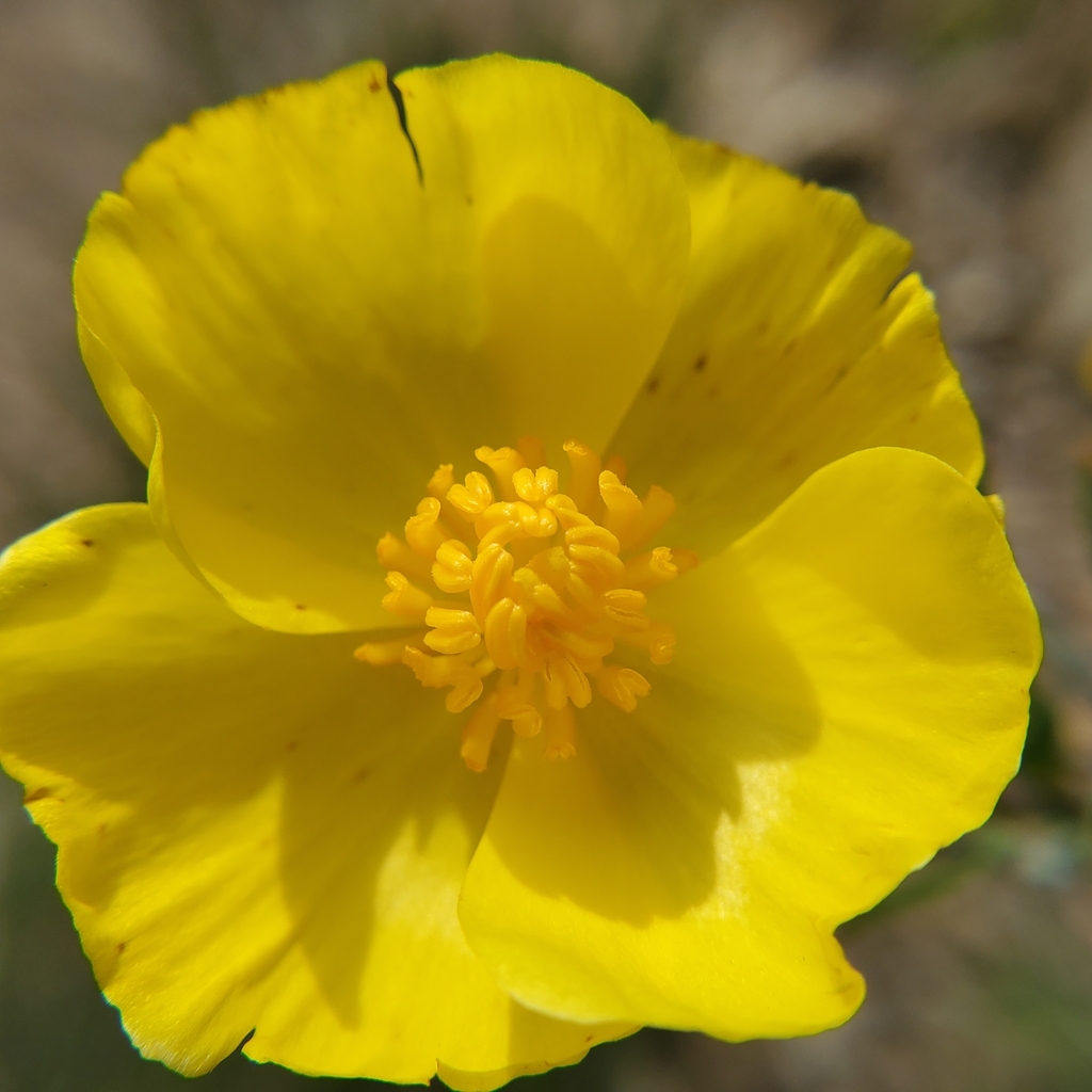 Bush Poppy from Corona, CA 92882, USA on February 23, 2024 at 12:22 PM ...
