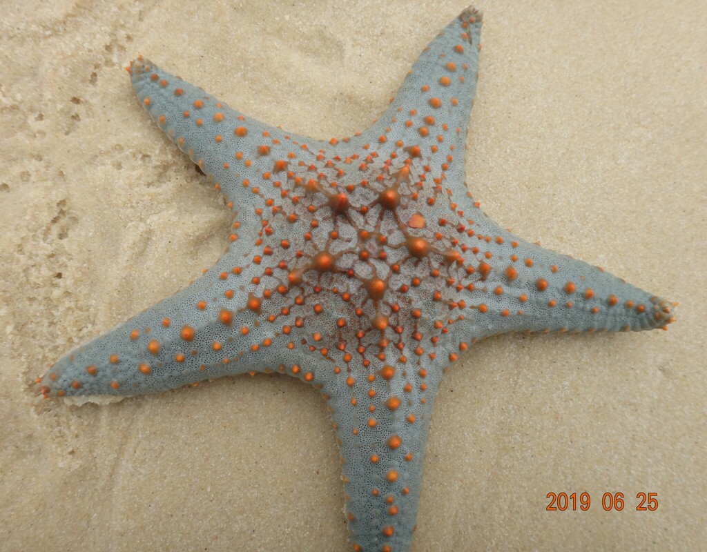 Pentaceraster from Queensland, Australia on June 25, 2019 at 12:19 PM by victorianwalker ...