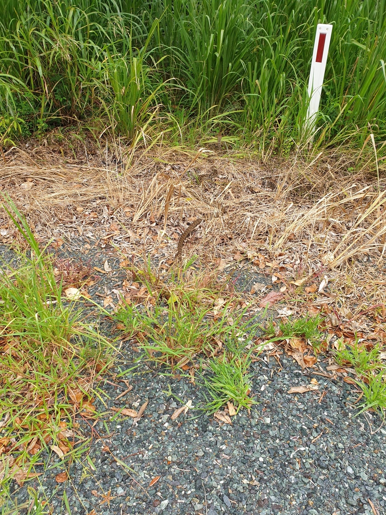 Australian Scrub Python from Brandy Creek QLD 4800, Australia on ...